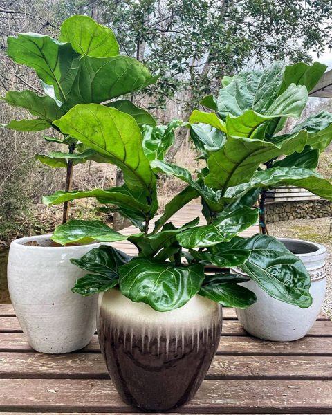 Garden How-Tos and Information for Birmingham, AL