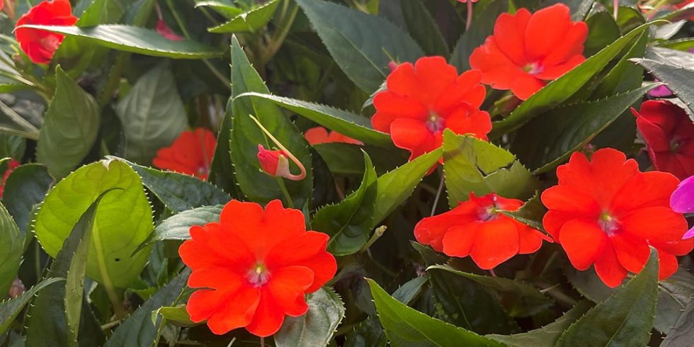 Birmingham Plant Nursery and Garden Shop - Collier's Nursery