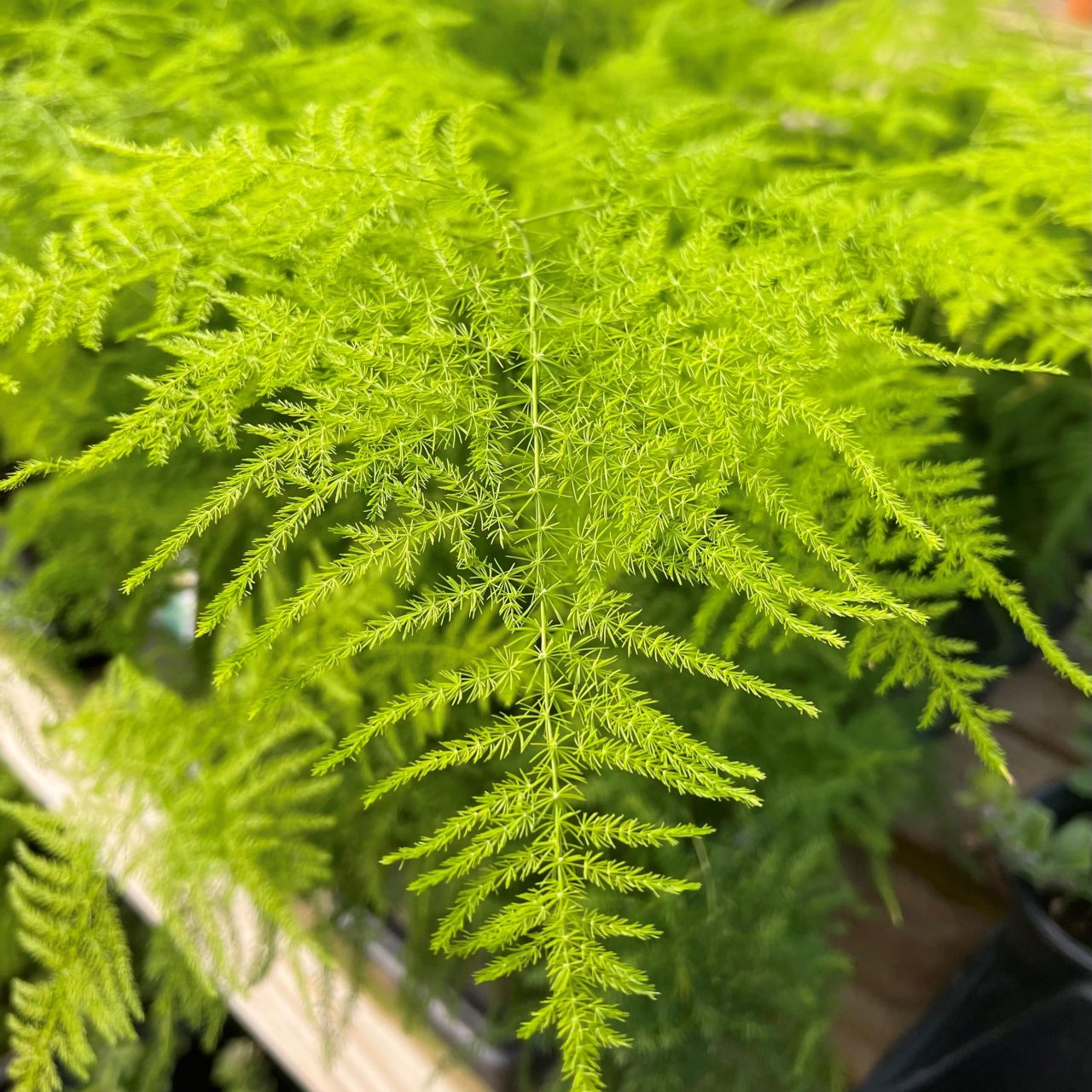 Birmingham Plant Nursery and Garden Shop - Collier's Nursery